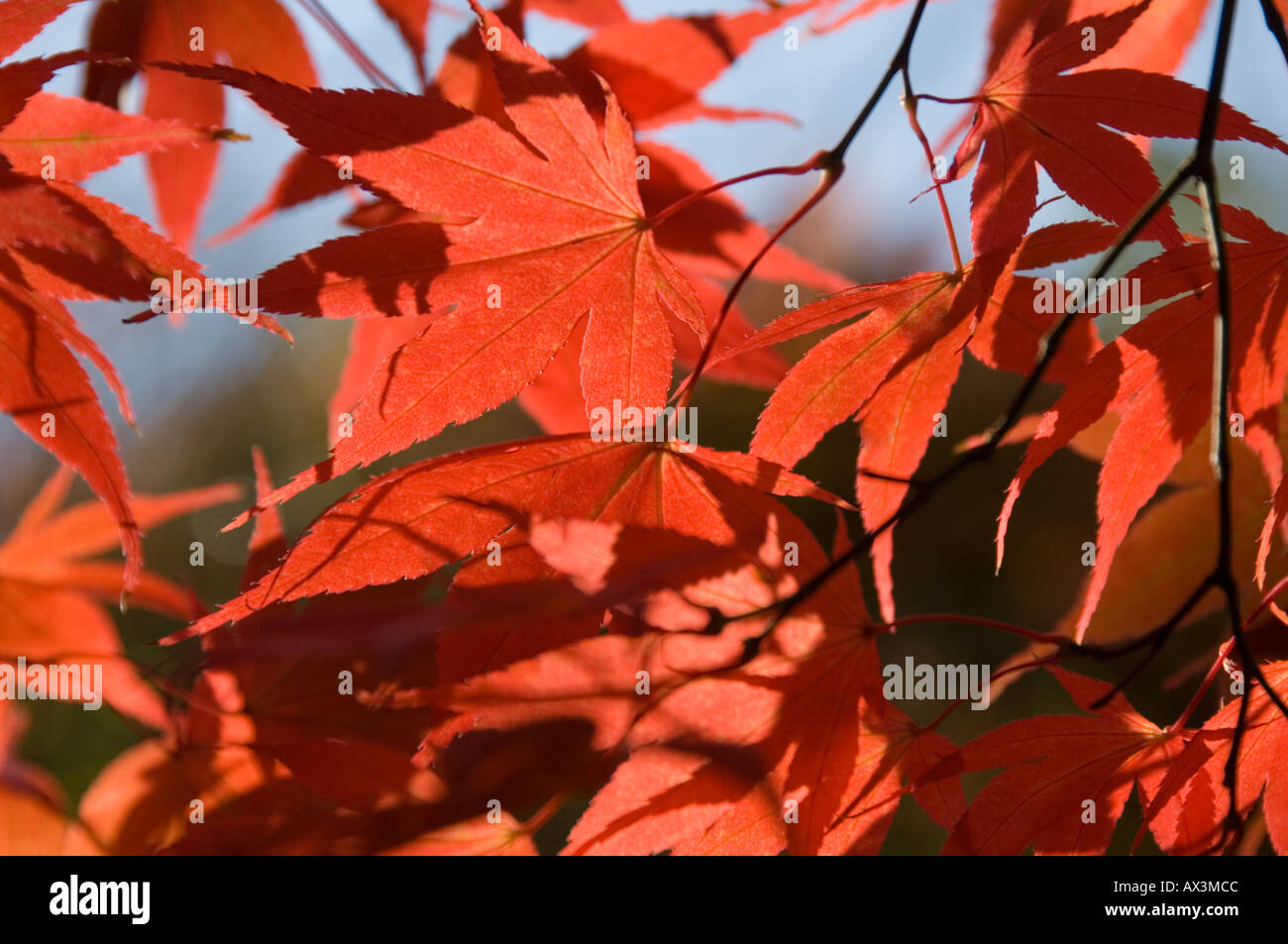 Burnished leaves hi-res stock photography and images - Alamy