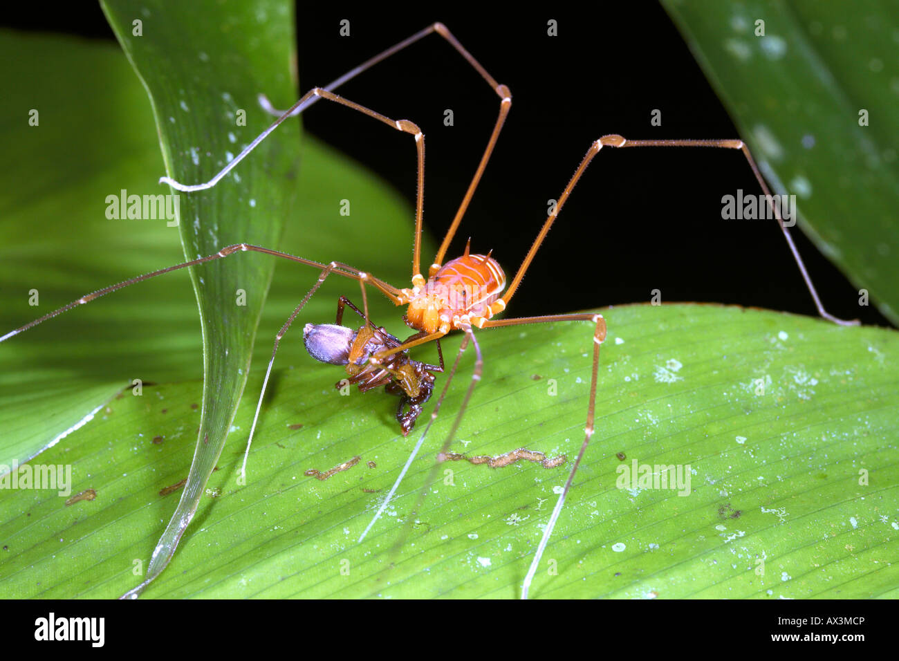 Harvestman (phalangid) feeding on a spider in the rainforest understory ...
