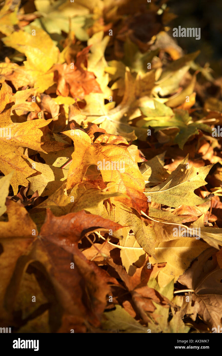 Background Texture of Fall Leaves Stock Photo - Alamy