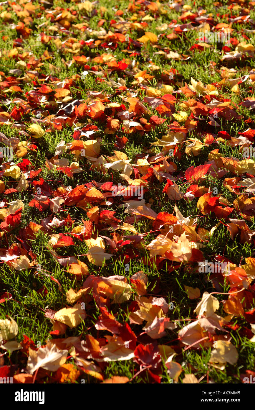 Fall Leaves on Grass Stock Photo - Alamy