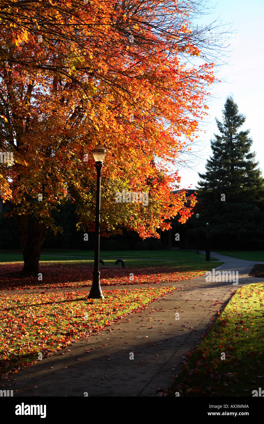College Campus walkway and fall trees Stock Photo - Alamy