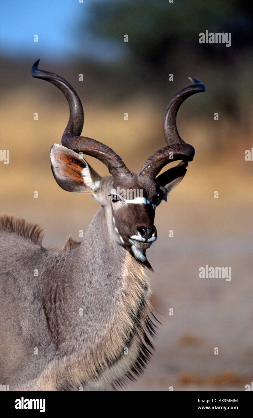 Greater kudu africa safari wildlife hi-res stock photography and images ...