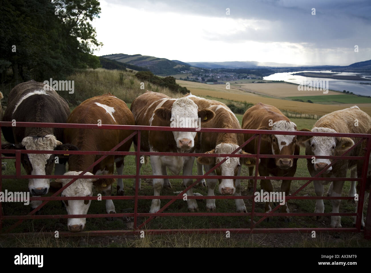 Cattle Looking Through Gate High Resolution Stock Photography and ...