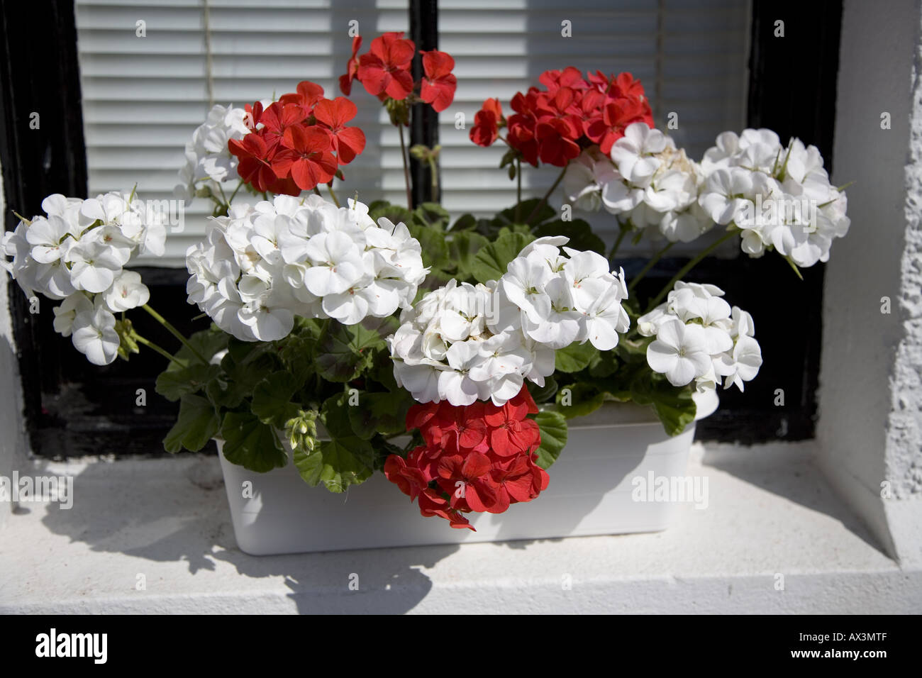 Red and white display of geranium flowers on window sill Stock Photo ...