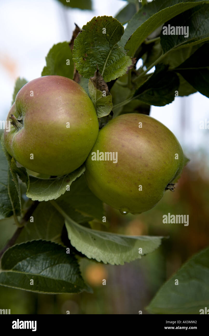 Two apples on a tree Stock Photo - Alamy