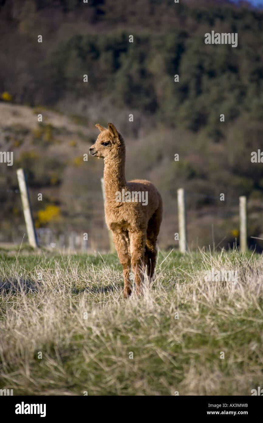 Cria young alpaca standing alone Stock Photo - Alamy