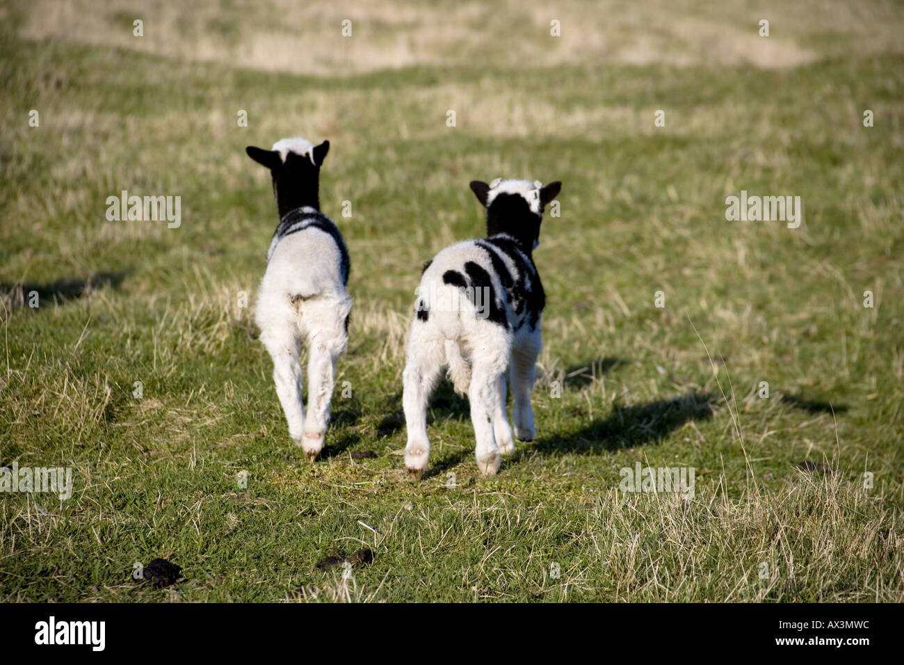 White lambs hi-res stock photography and images - Alamy
