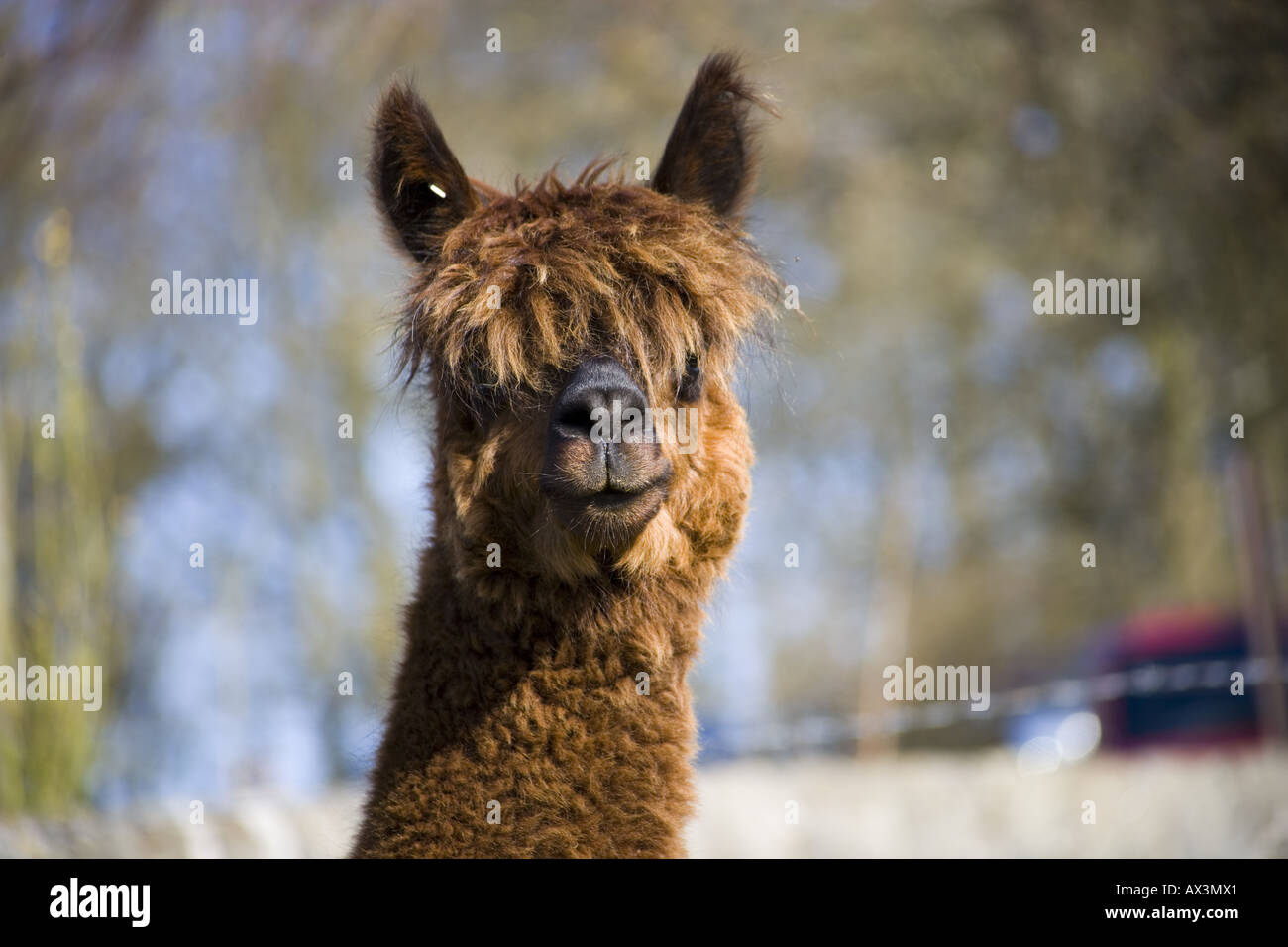 Head of an alpaca with a large fringe over its eyes, portrait Stock ...