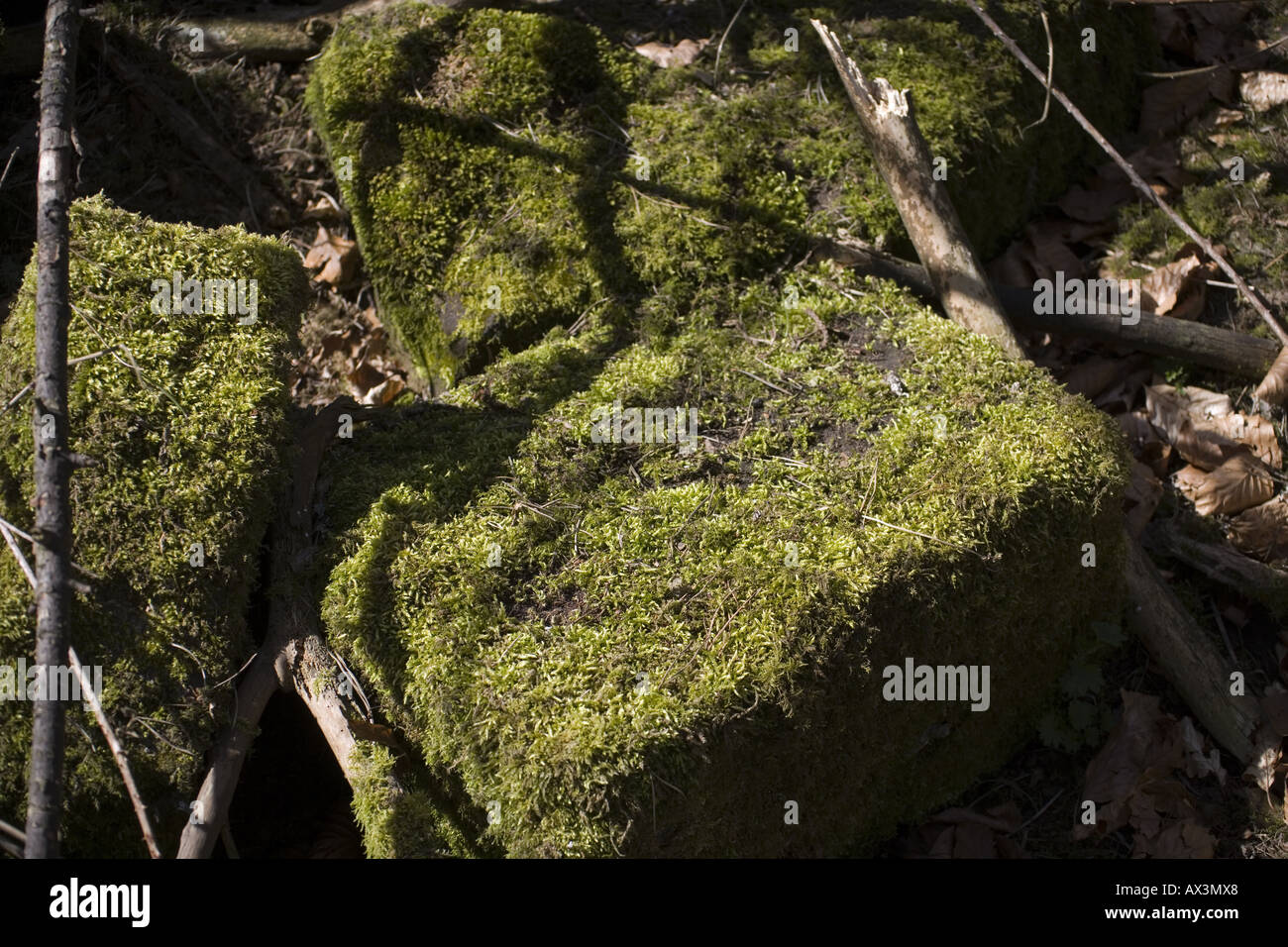 Bright green moss map Stock Photo - Alamy