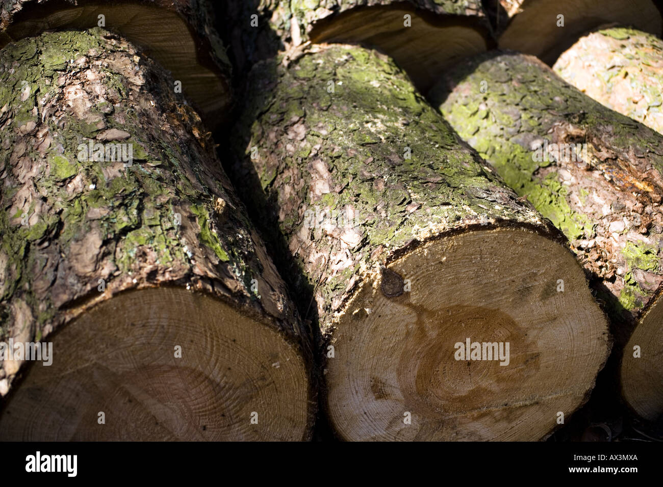 Sawn logs of wood with bark on Stock Photo - Alamy