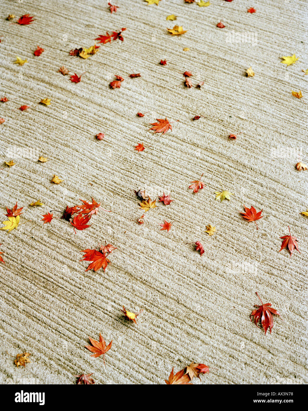 Autumn leaves scattered on carpet Stock Photo - Alamy
