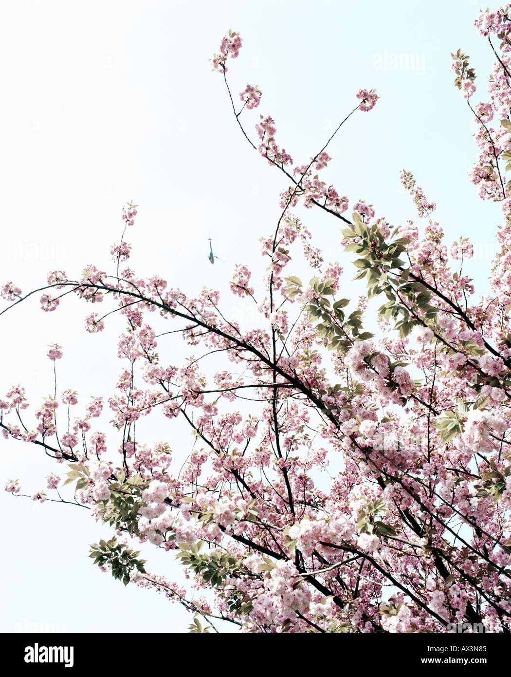 Helicopter flying over cherry blossoms Stock Photo - Alamy