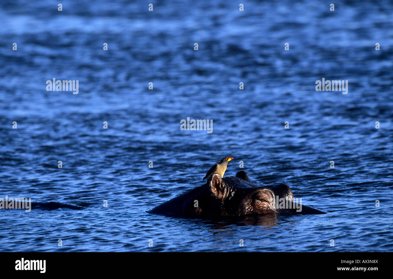 Oxpecker perched on head of Hippopothamus Hippopotamus amphibius Mamili ...