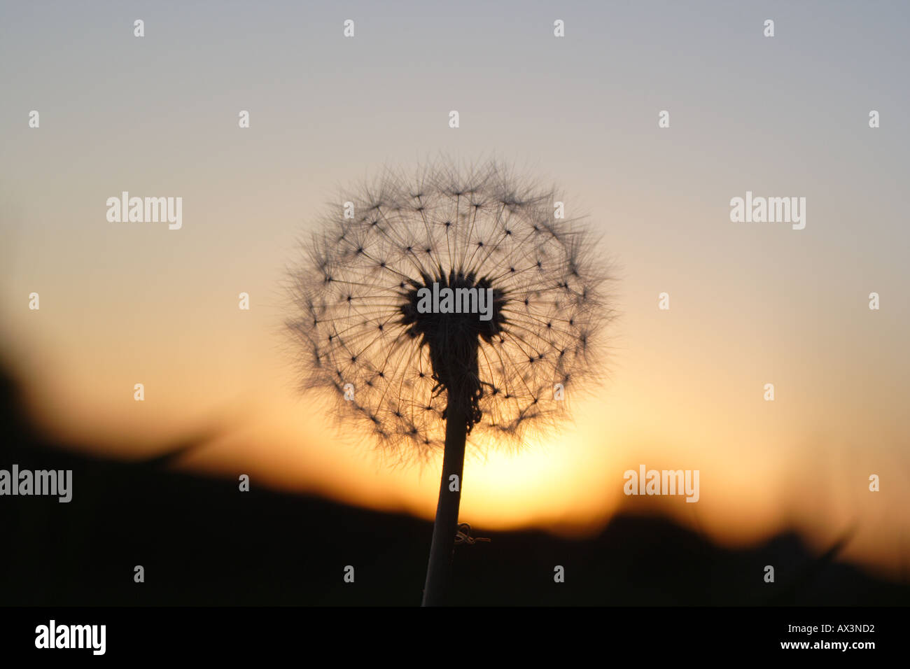 Wild flower before sunset. A dandelion clock Stock Photo - Alamy
