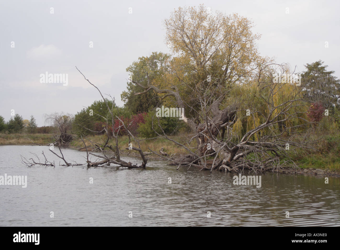 Dead pond hi-res stock photography and images - Alamy
