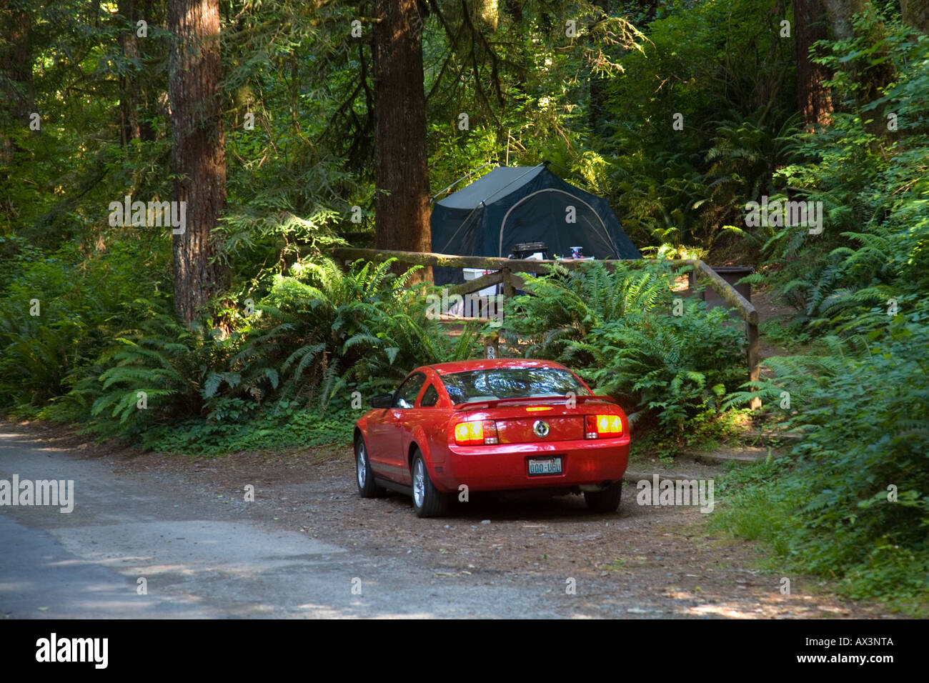Red Ford Mustang at campsite in redwoods Stock Photo - Alamy
