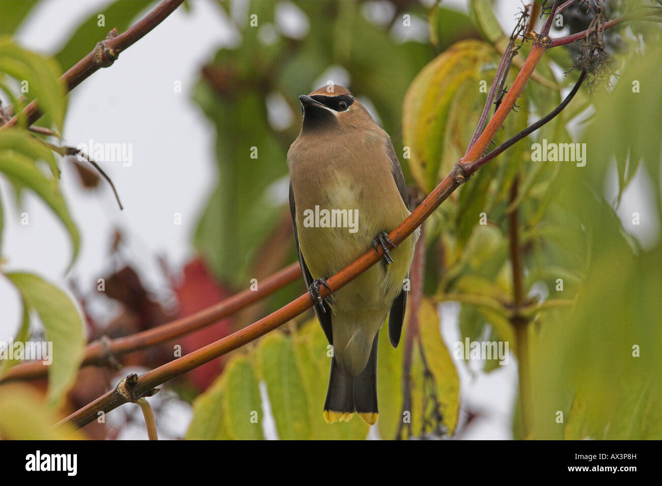 Cedar Waxwing Bombycilla cedrorum close-up perched on tree branch at ...