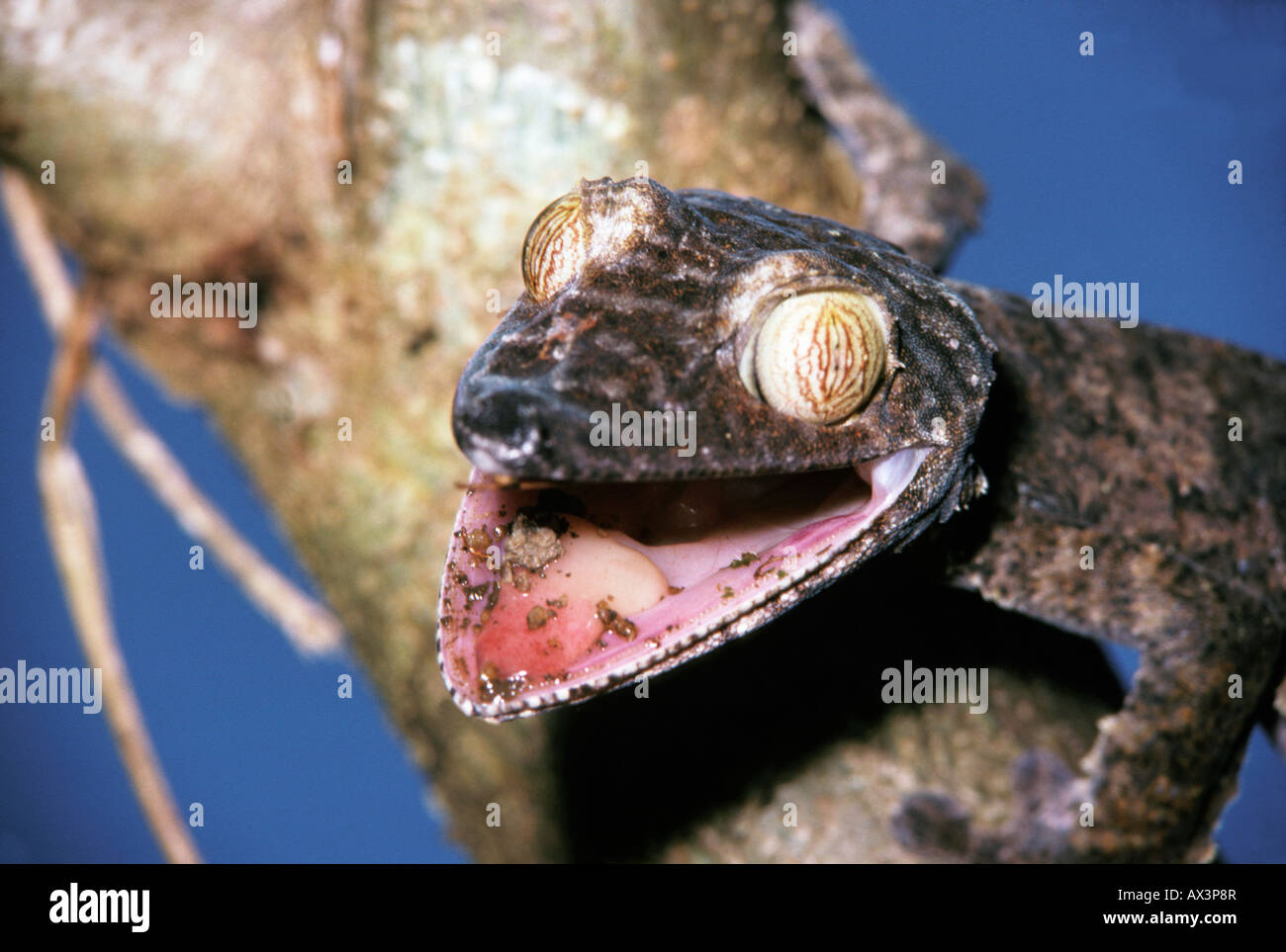 UROPLATE MADAGASCAN LEAF TAILED GECKO ON TREE MOUTH OPEN animal animals ...