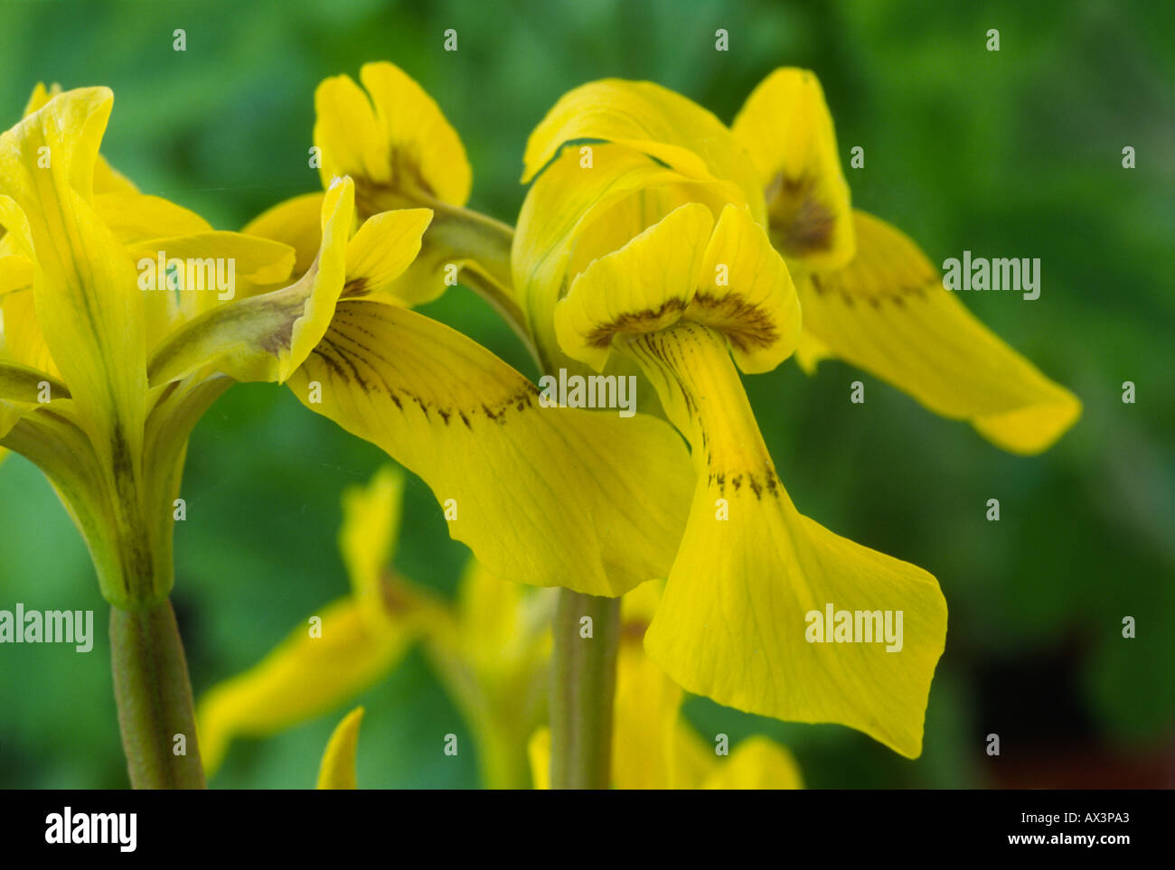 Moraea species hi-res stock photography and images - Alamy
