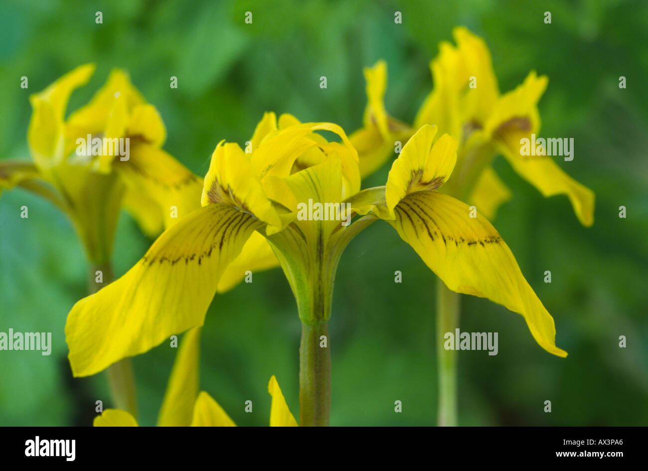 Moraea species hi-res stock photography and images - Alamy