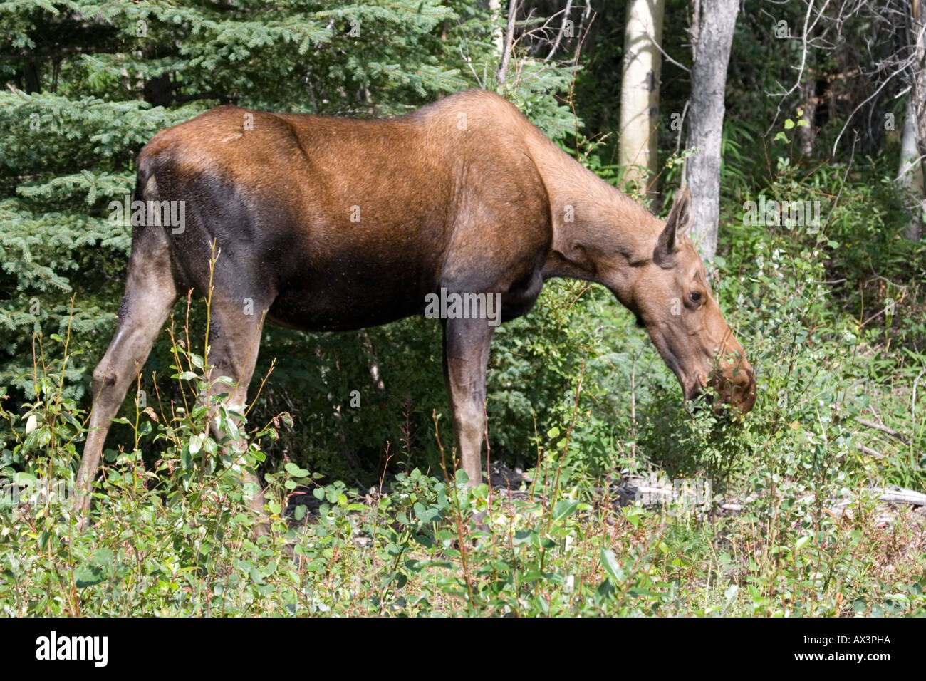 Cow moose browsing Stock Photo - Alamy