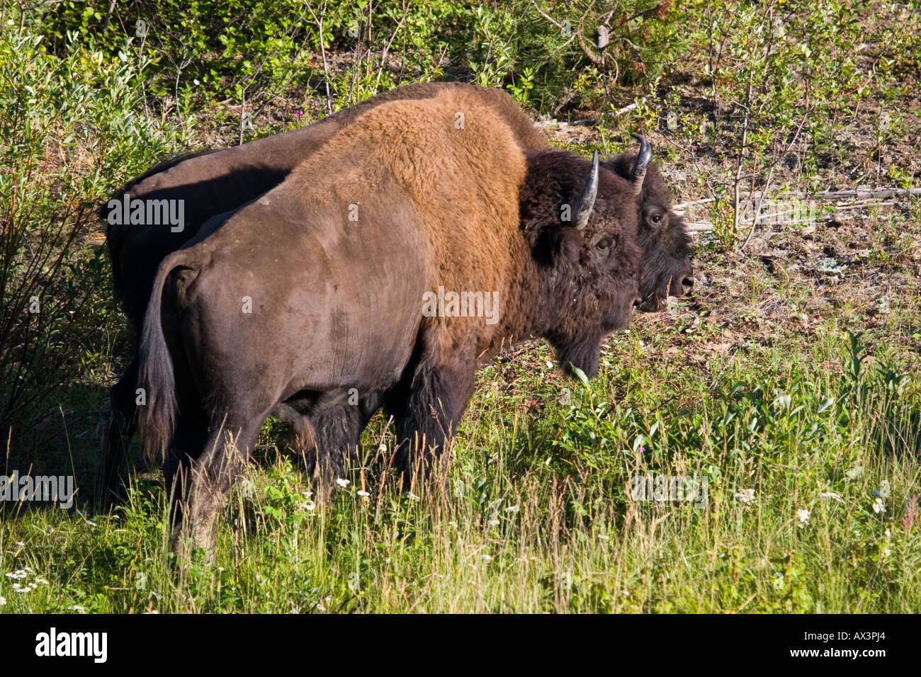 American buffaloes bison bison standing hi-res stock photography and ...