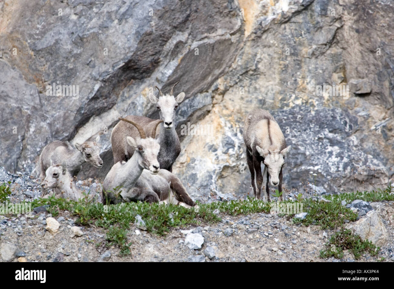 Stone Sheep laying on hillside near Jasper National Park in Canada ...