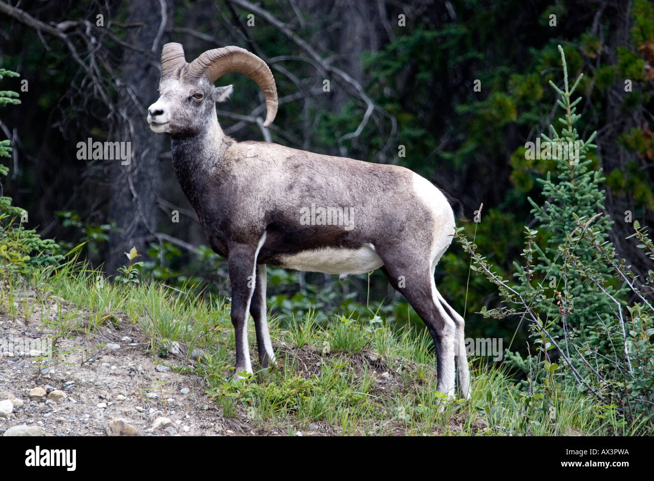 Lamb climb on sheep hi-res stock photography and images - Alamy