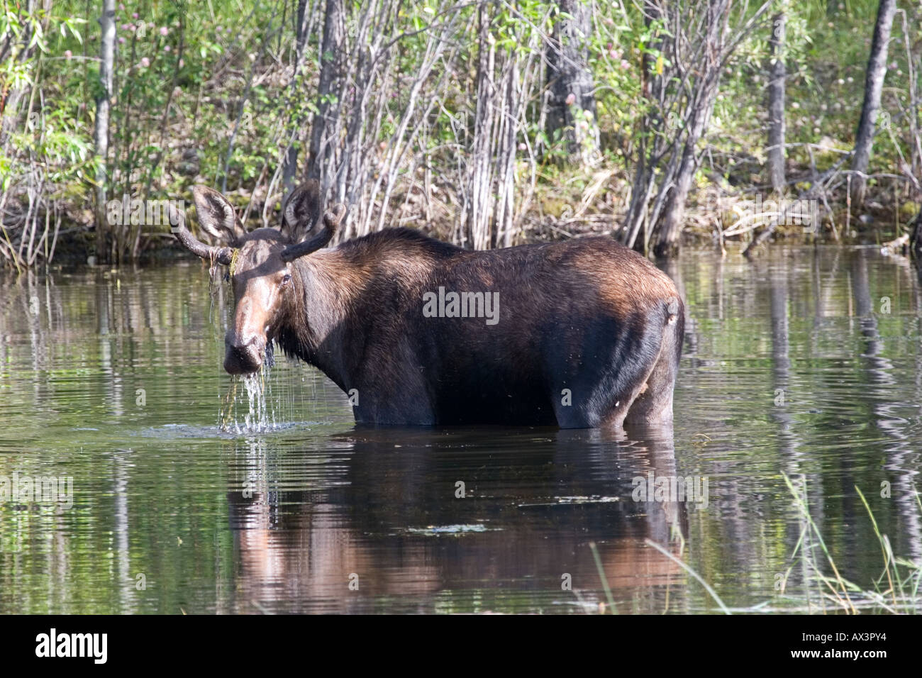 Alaska bull moose standing hi-res stock photography and images - Alamy