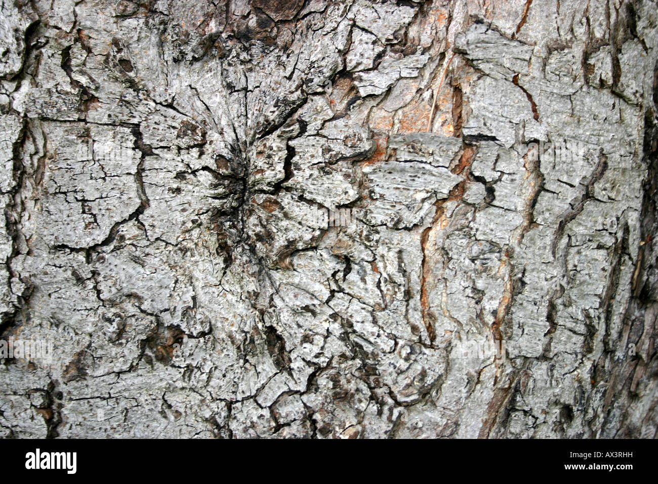 Gnarled tree bark texture hi-res stock photography and images - Alamy