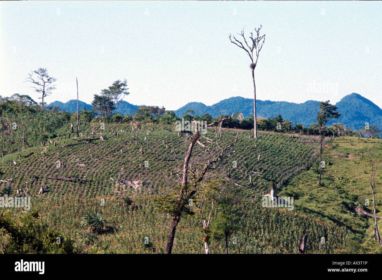 Caption MEXICO DEFORESTATION TO PLANT CASH CROPS,CHIAPAS Photo Julio ...