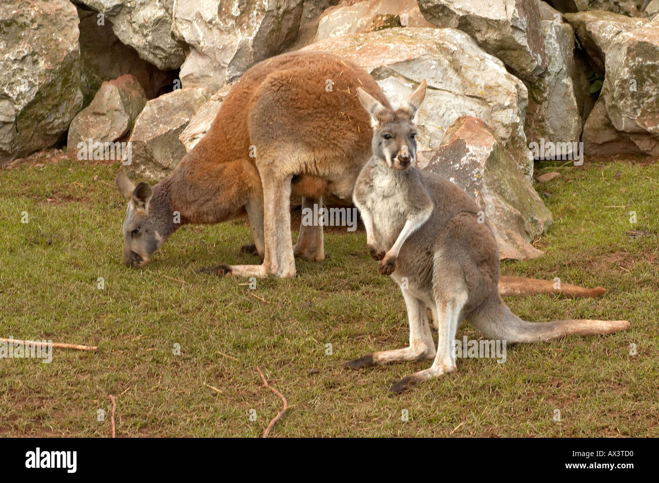 Kangaroos grazing and alert to their environment Stock Photo - Alamy