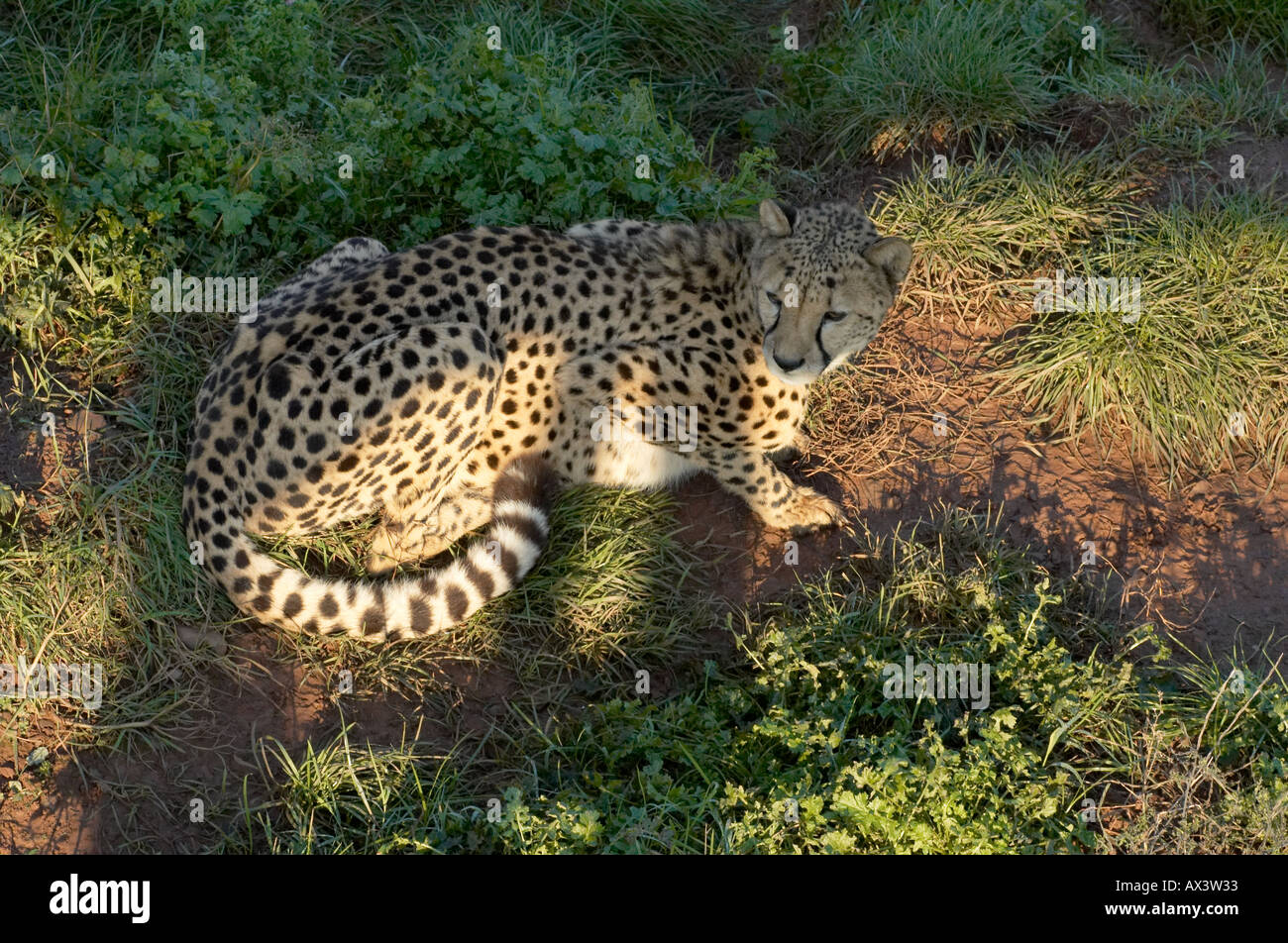 Cheetah crouching hi-res stock photography and images - Alamy