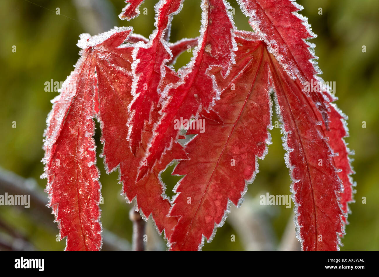 Frost covered foliage on a acer palmatum or Japanese maple Stock Photo ...