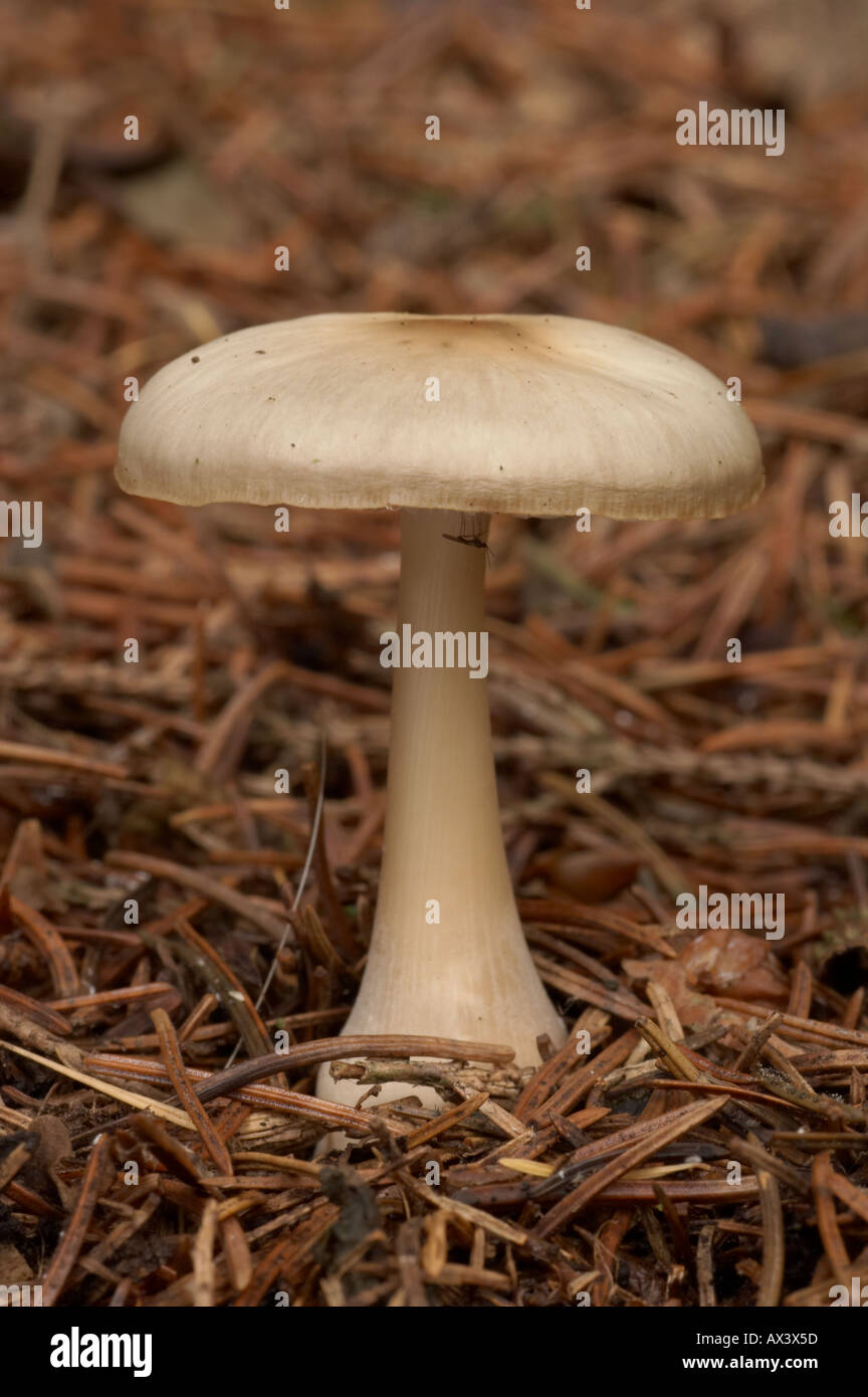 Butter Cap - Collybia butyracea variant. asema Stock Photo - Alamy