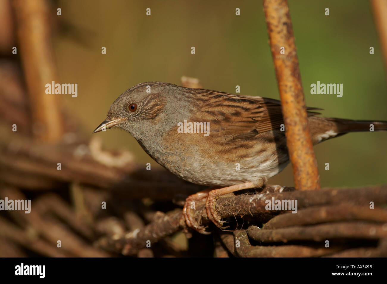 Dunnock - Prunella modularis on a garden fence Stock Photo - Alamy