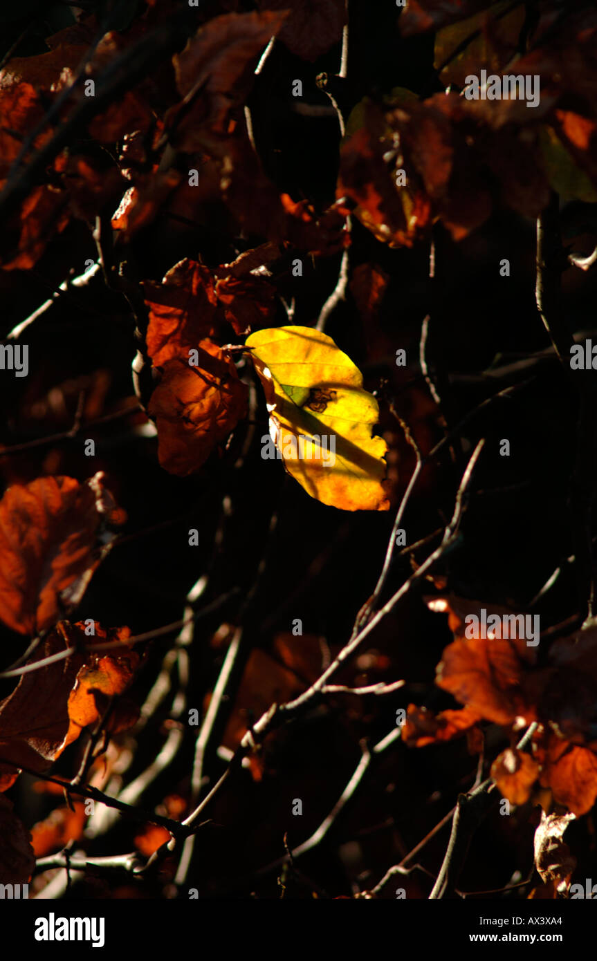 Leaf face profile hi-res stock photography and images - Alamy