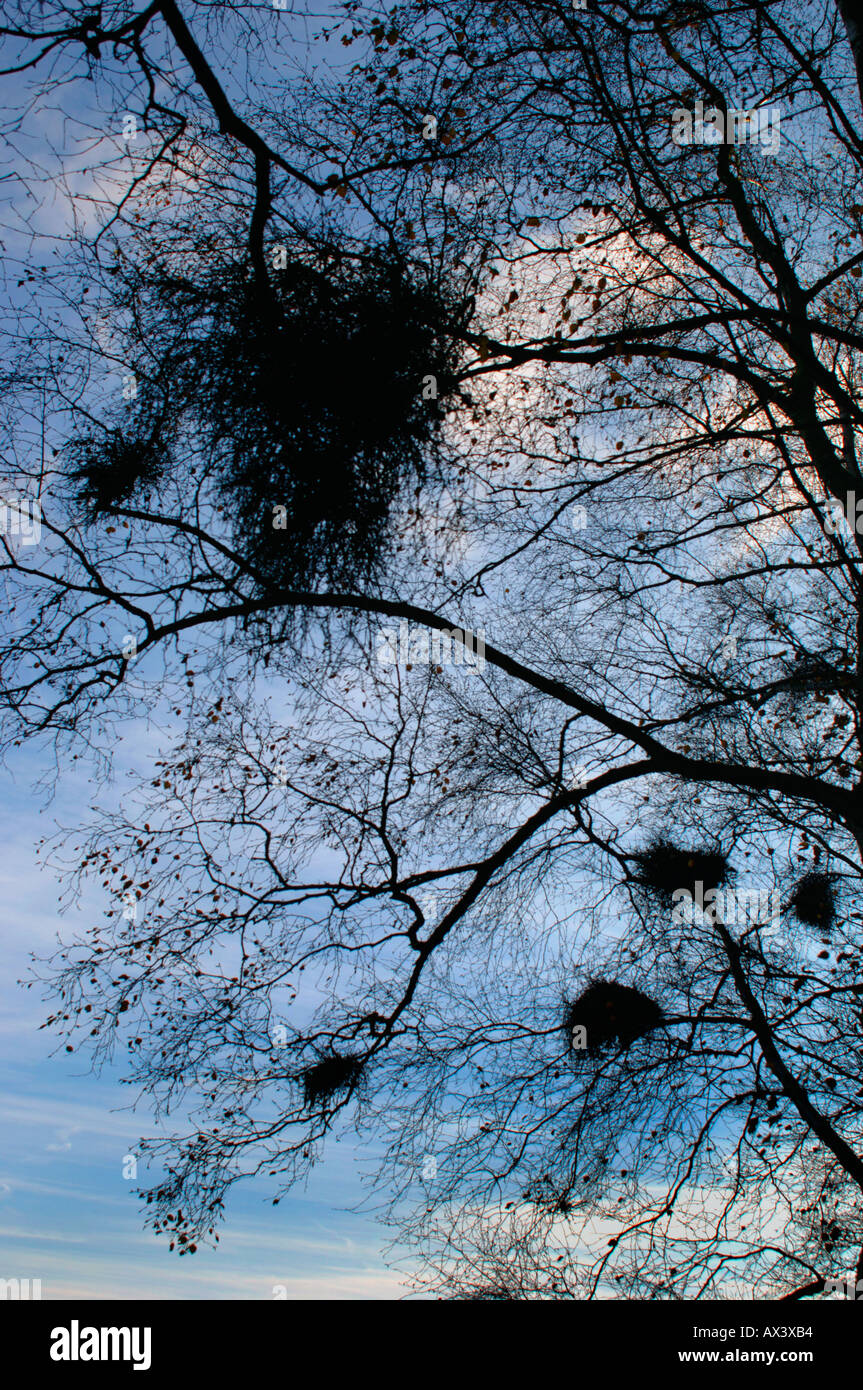 Distinctive nests hi-res stock photography and images - Alamy