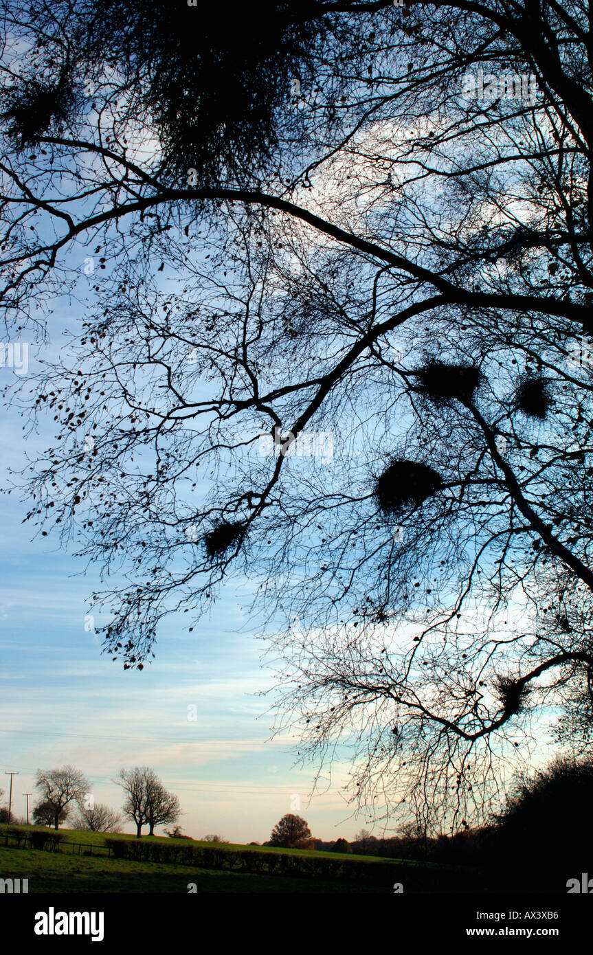 Distinctive nests hi-res stock photography and images - Alamy