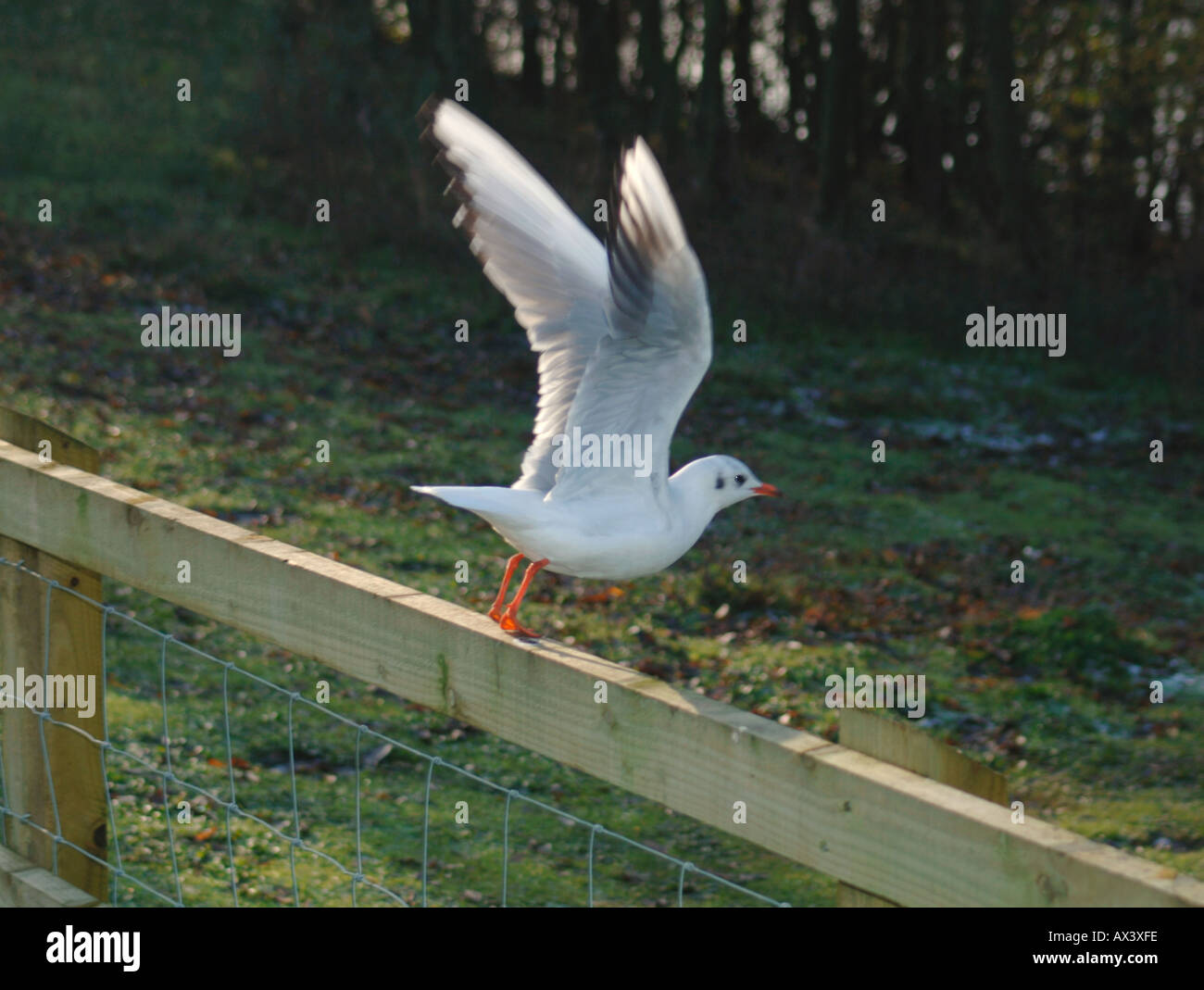 Black Headed Gull Taking Off Stock Photo - Alamy