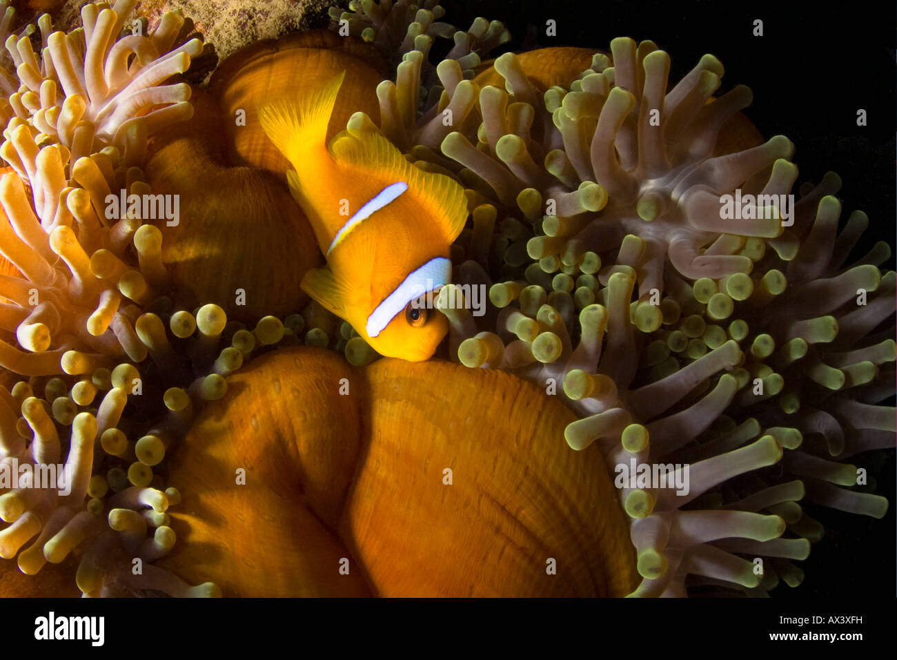 Clown fish portrait Stock Photo - Alamy