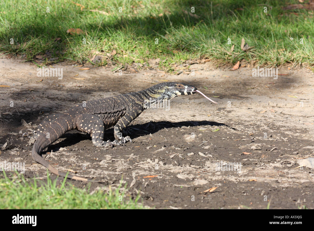 Lace monitor, varenus varius, single adult walking Stock Photo - Alamy