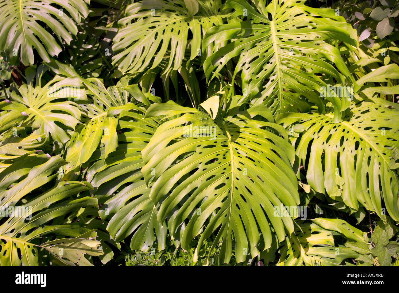 Green tropical foliage on the island of Islamorada, Florida, USA Stock ...