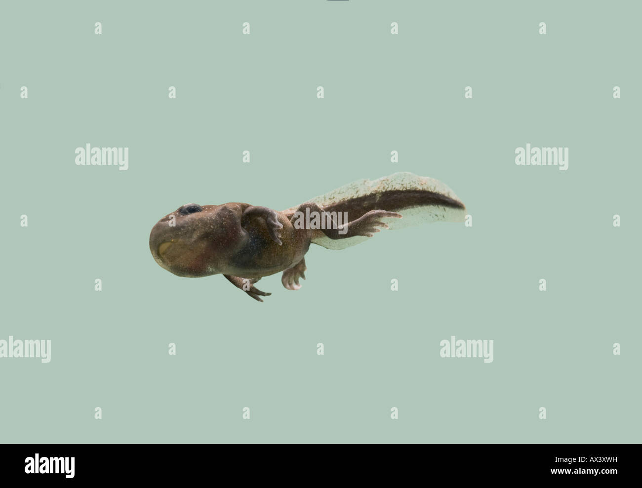 Common toad Bufo bufo tadpoles with 4 legs Stock Photo - Alamy