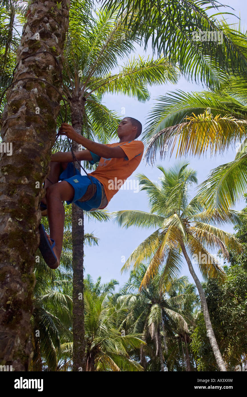 Dende oil hi-res stock photography and images - Alamy