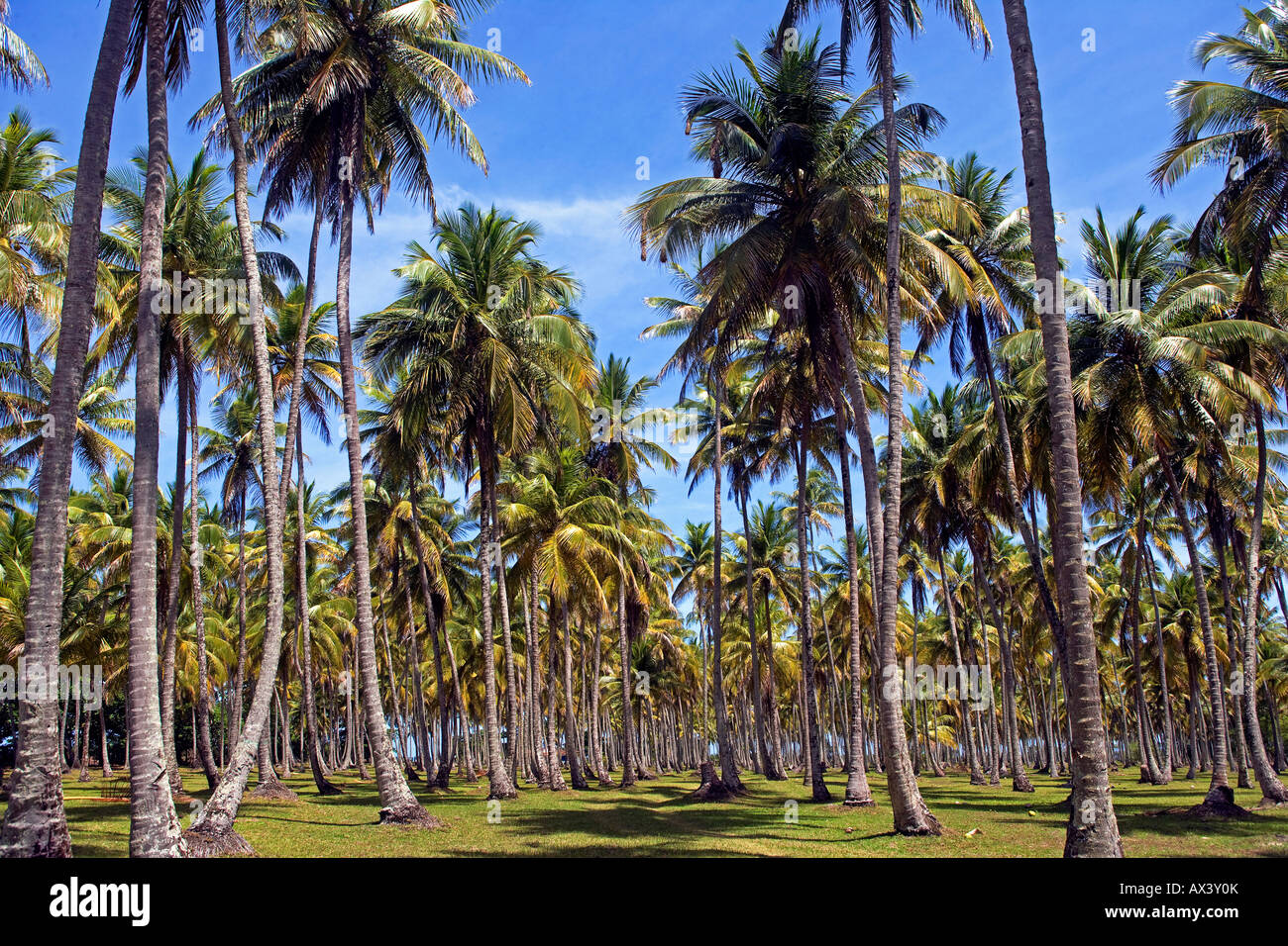Brazil, Bahia, Boipeba Island. A Dende Palm plantation used to make ...