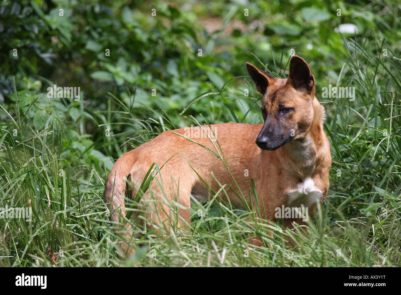 Wild australian dingo in grass hi-res stock photography and images - Alamy