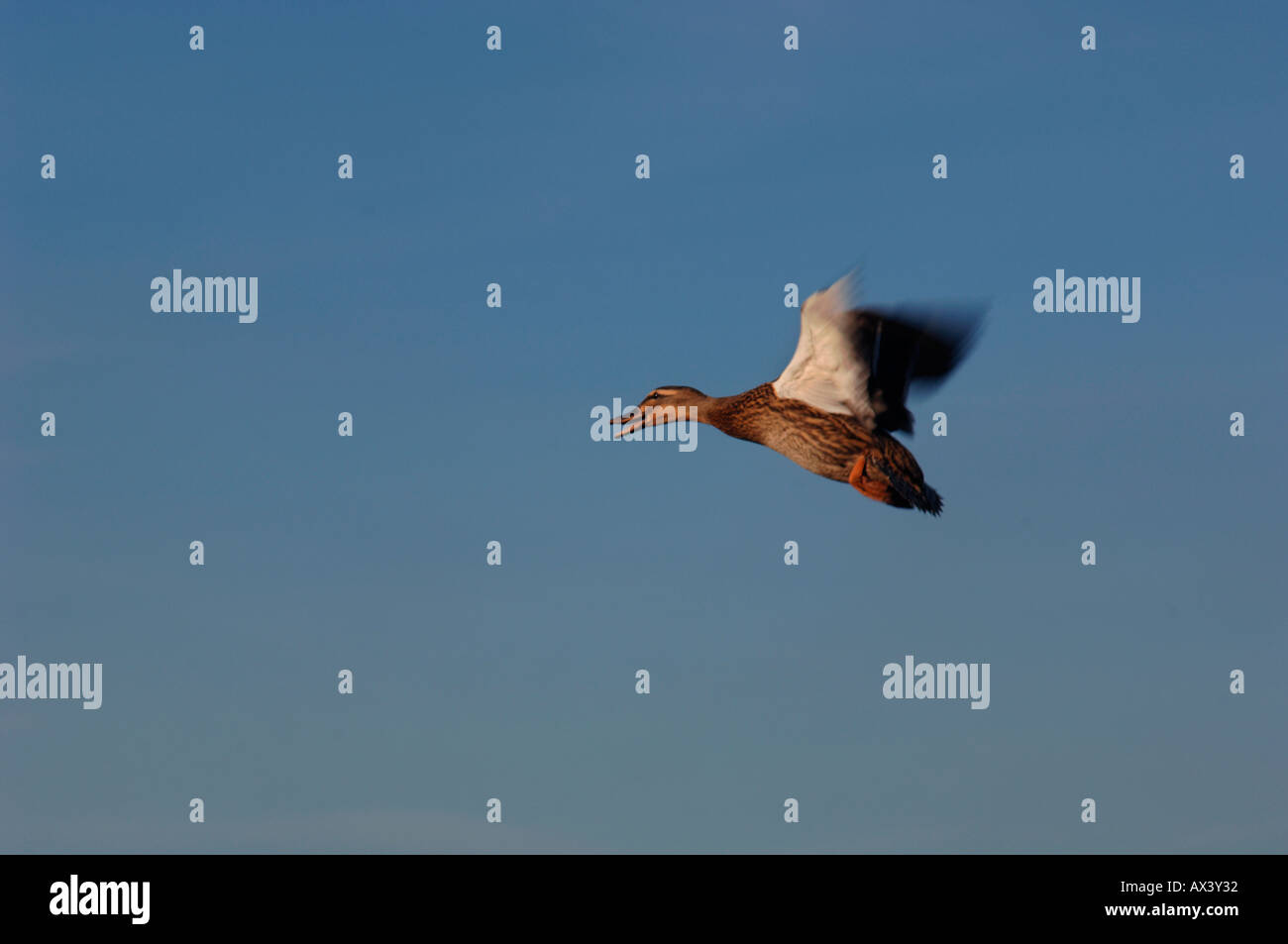 Female Mallard Duck Flying Stock Photo - Alamy