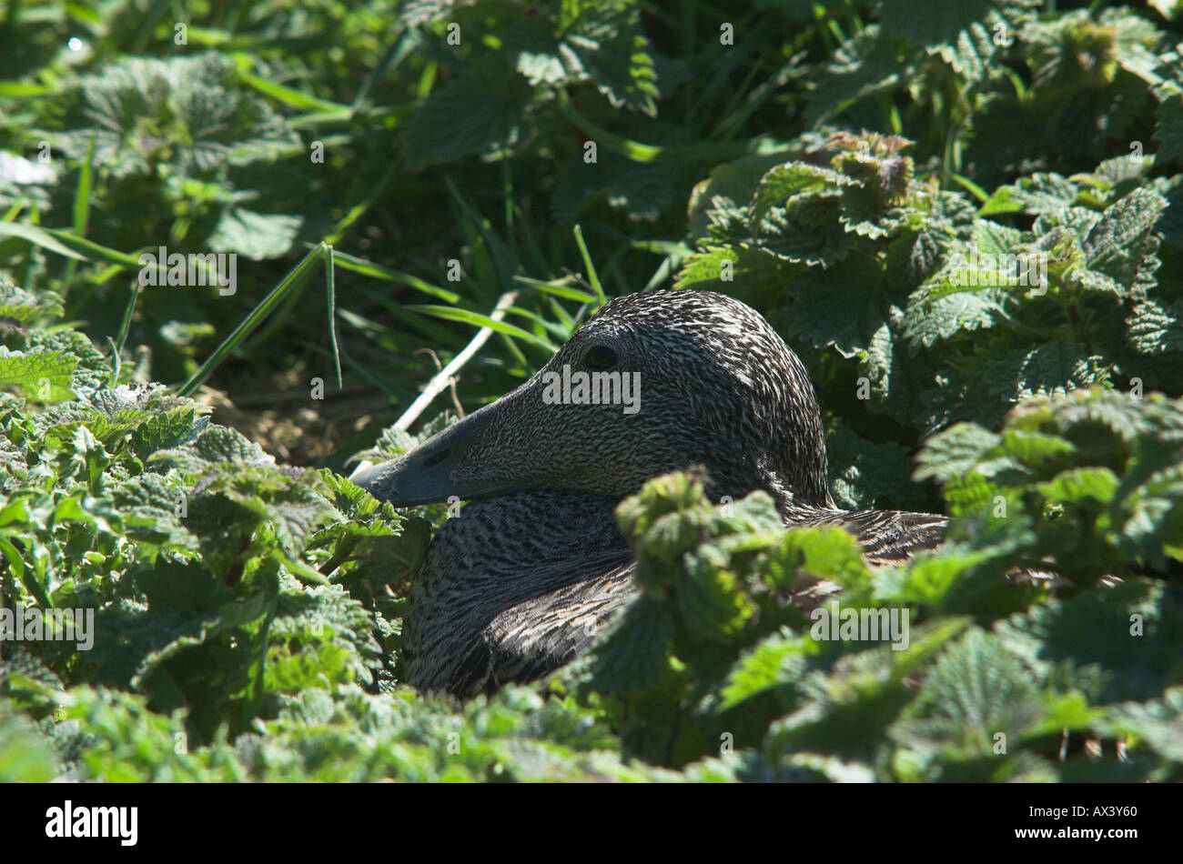 Eider duck farne islands hi-res stock photography and images - Alamy
