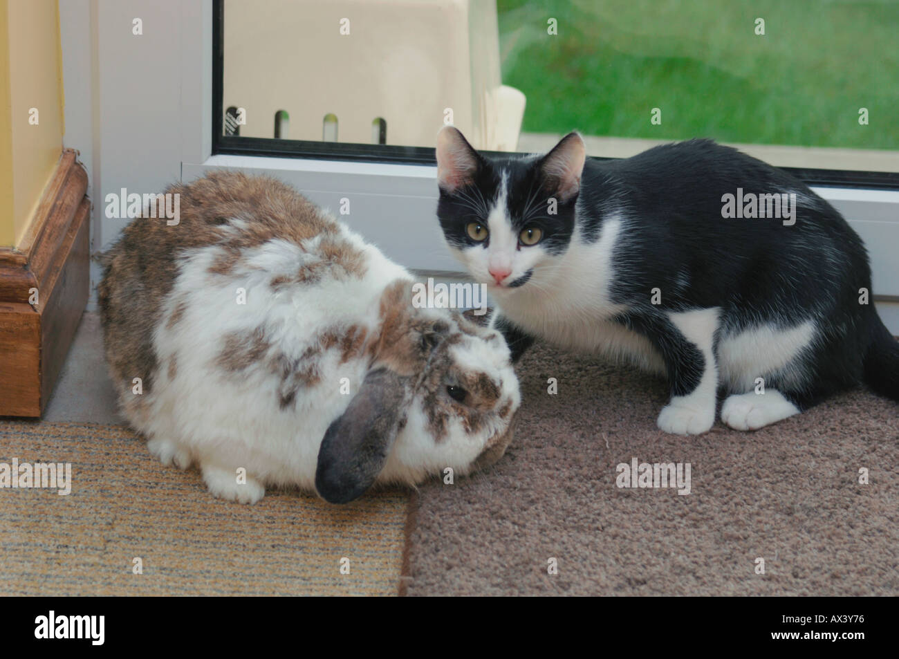 Kitten and rabbit together hi-res stock photography and images - Alamy